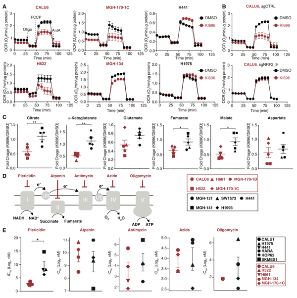 Cell Metabolism丨NRF2 激活诱导 NADH 还原应激，为肺癌提供代谢脆弱性 - 知乎