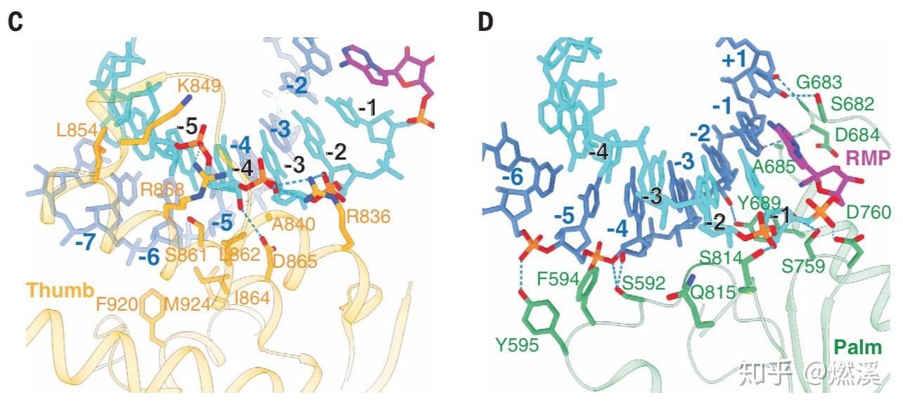 抗病毒药物靶点—病毒RNA复制酶 - 知乎
