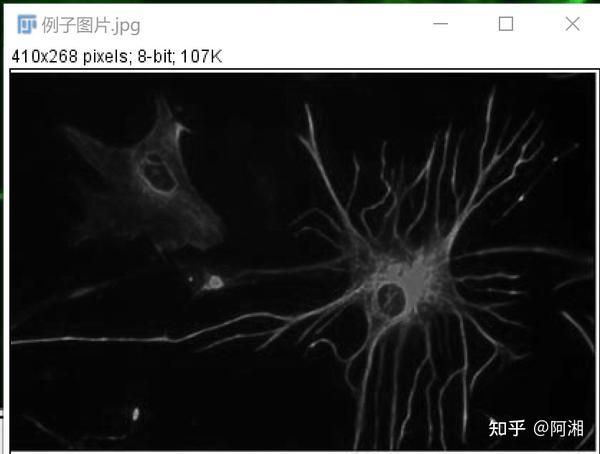 ImageJ分析细胞形态 - 知乎