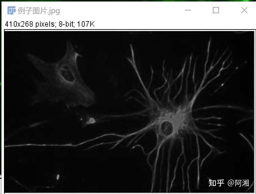 ImageJ分析细胞形态 - 知乎