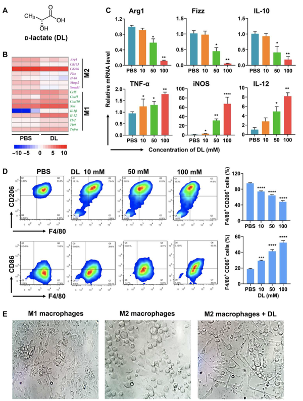 Science Advances丨d-乳酸调节 M2 肿瘤相关巨噬细胞并重塑肝细胞癌的免疫抑制肿瘤微环境 - 知乎