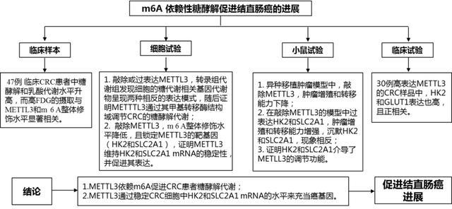 MOL CANCER | m6A依赖性糖酵解促进结直肠癌的进展 - 知乎