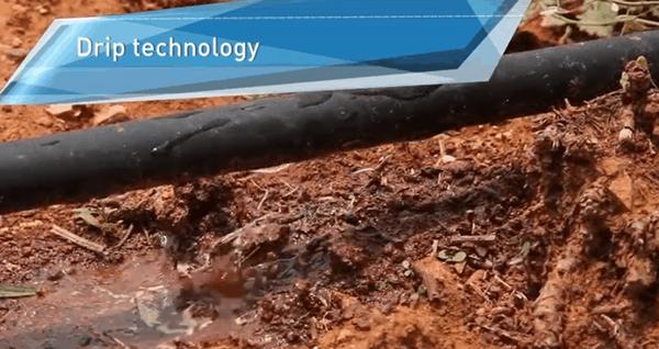 在沙漠里种田，还在沙漠中养鱼？以色列农业堪称一个传奇！ - 知乎