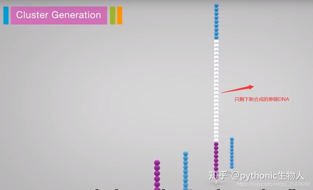 NGS测序原理02-簇生成（Cluster Generation） - 知乎