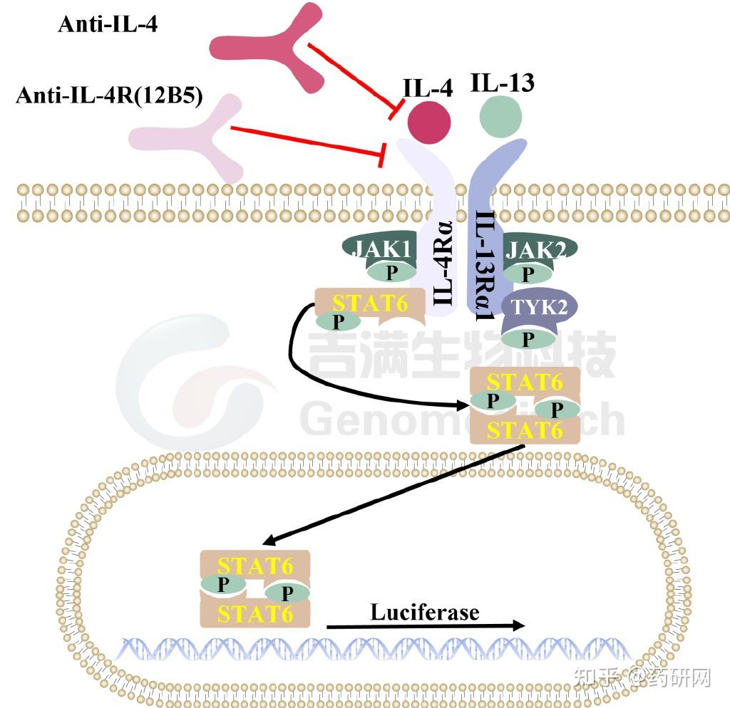 靶点黑马 | IL-4后来居上 - 知乎