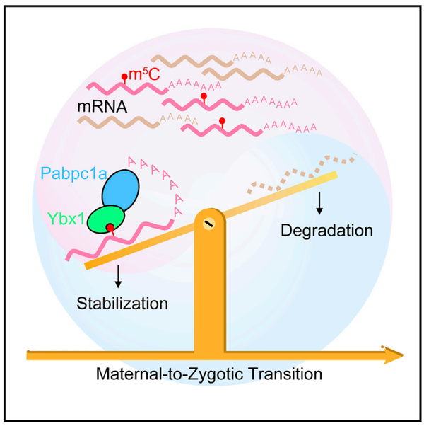 易基因｜m5C RNA甲基化测序技术---从mRNA到全转录组（mRNA+lncRNA+tRNA）m5C单碱基分辨检测｜技术解读 - 知乎