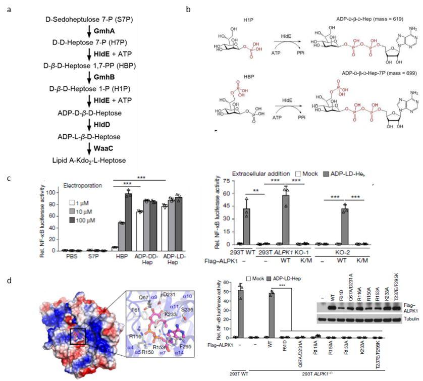 Nature丨邵峰组发现细菌中新的模式识别受体——蒋争凡、李继喜解读点评 - 知乎