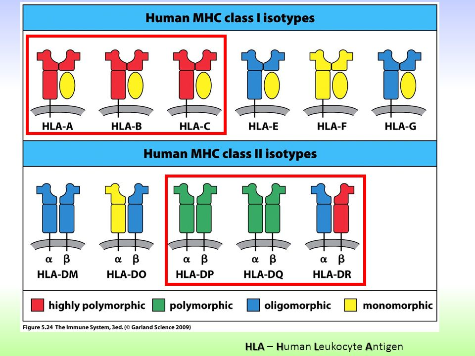 抗原呈递 - 知乎
