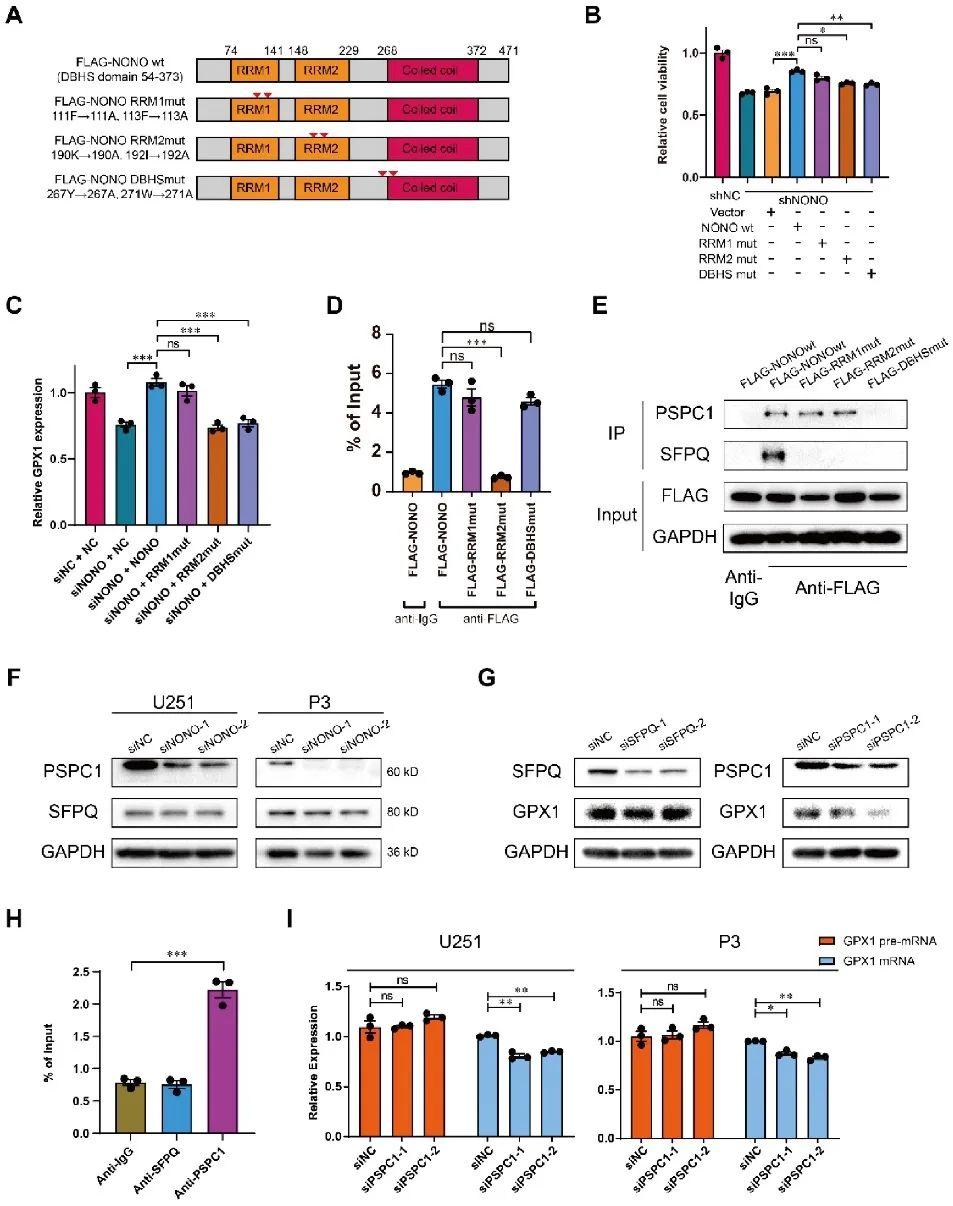 突破：山东大学脑科学团队李新钢＆王剑团队揭示抑制GBM进程的新机制 - 知乎