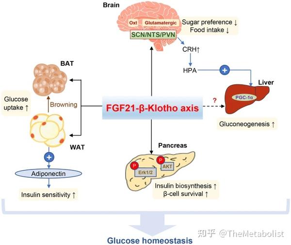 代谢学人--Nature Metabolism 5月刊代谢精选 - 知乎