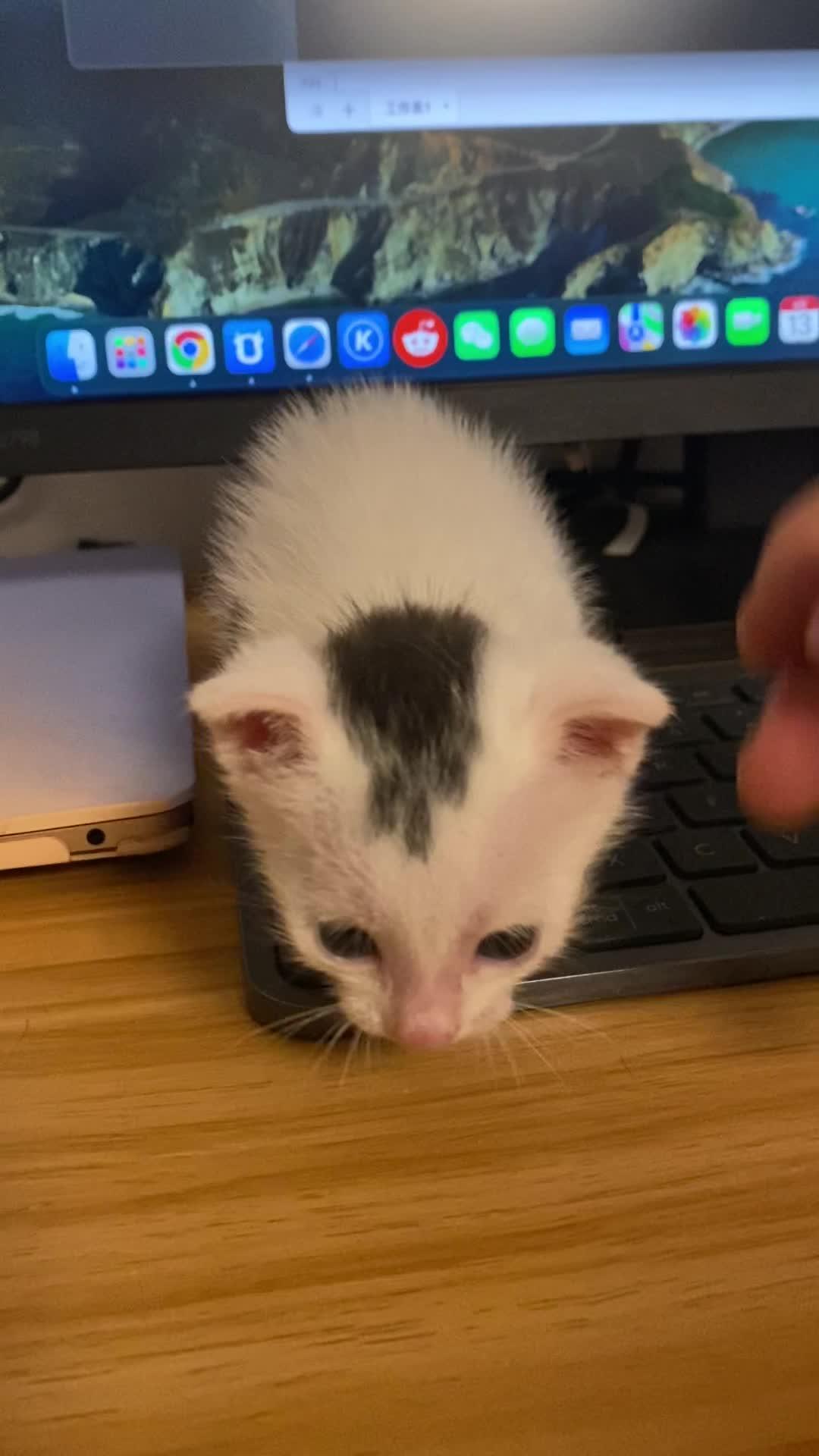 一个月左右的小奶猫应该怎么喂？能吃猫粮了吗？ 知乎