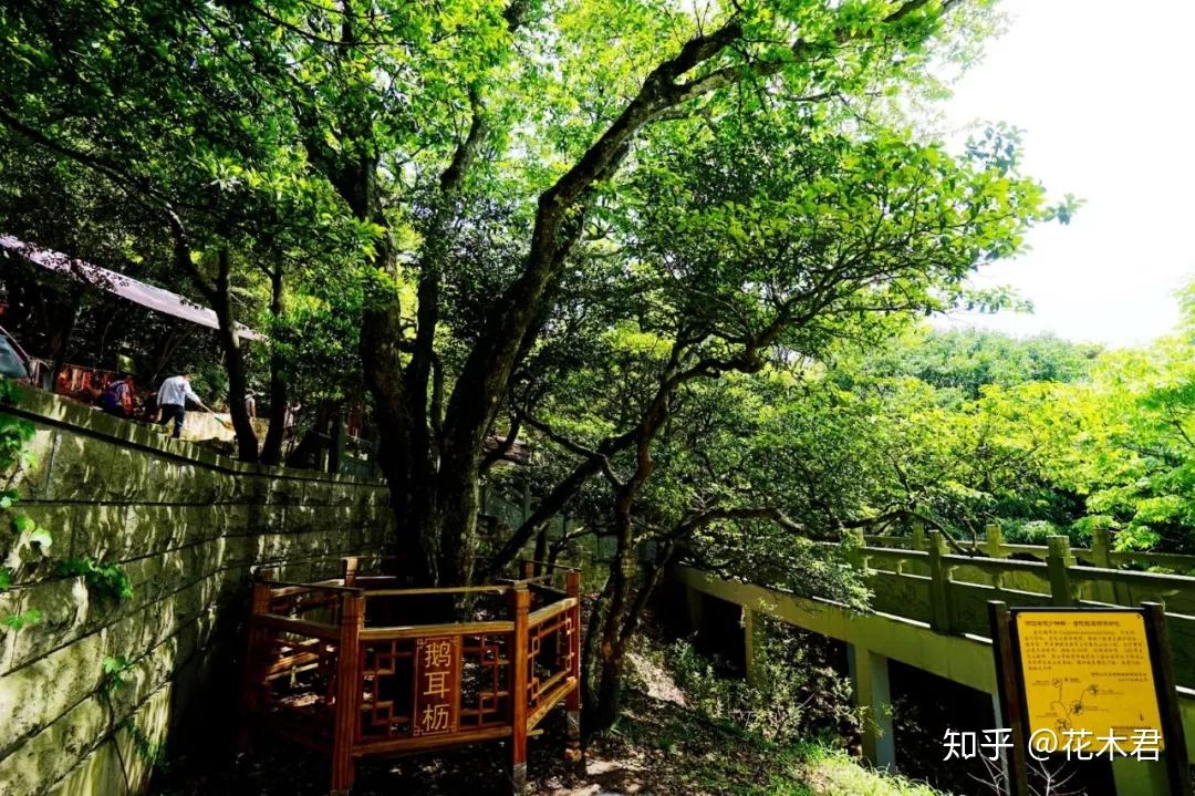 千金榆、鹅耳枥、普陀鹅耳枥、天台鹅耳枥的辨识区别 - 知乎