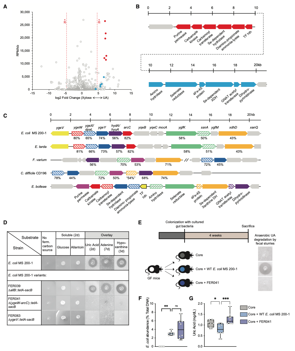 Cell Host & Microbe丨肠道细菌代谢有助于宿主嘌呤稳态 - 知乎