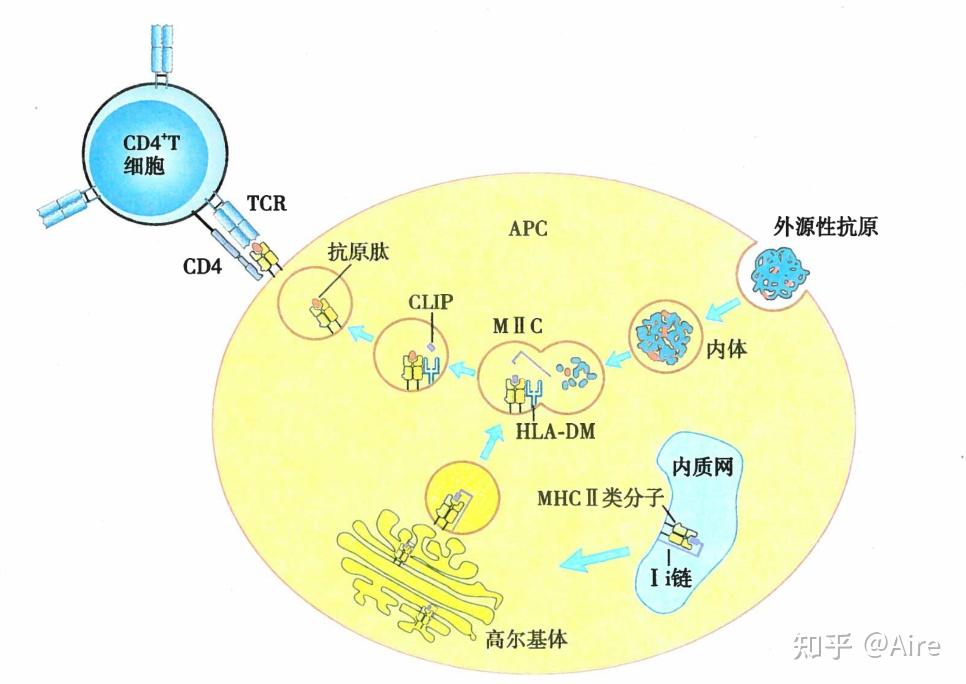 灭活疫苗可以引起树突状细胞DC通过MHC I途径激活初始CD8+T细胞吗？ - 知乎