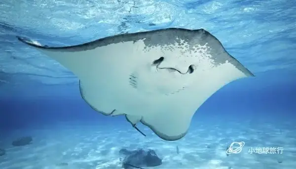 你知道Manta、蝠鲼、魔鬼鱼、魟鱼有什么区别吗？｜澳大利亚小众旅行攻略 - 知乎