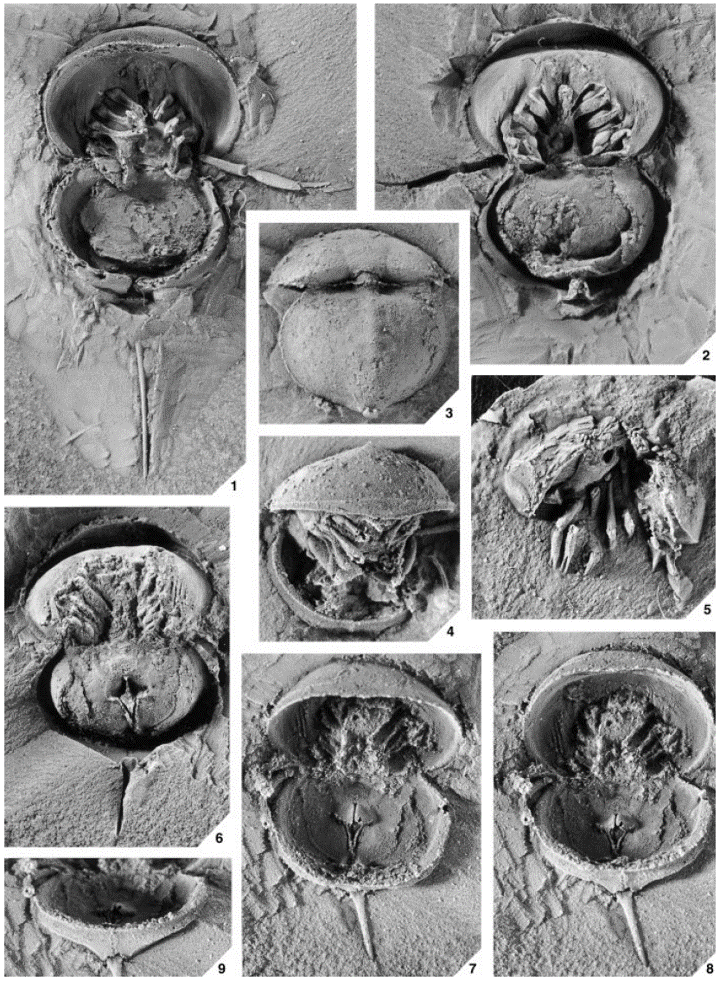 【地球演义】铁虿狰狞9：巨鲎末路 - 知乎