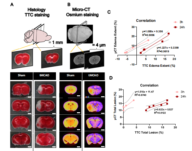 文献解读：小鼠中风模型 高分辨率micro-CT成像:从梗死表征到自动区域分割 - 知乎