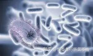 肠杆菌科多样化菌属——Fusobacterium（梭杆菌属） - 知乎