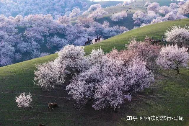 新疆杏花这么美，最全赏花攻略看这篇就足够了！ - 知乎