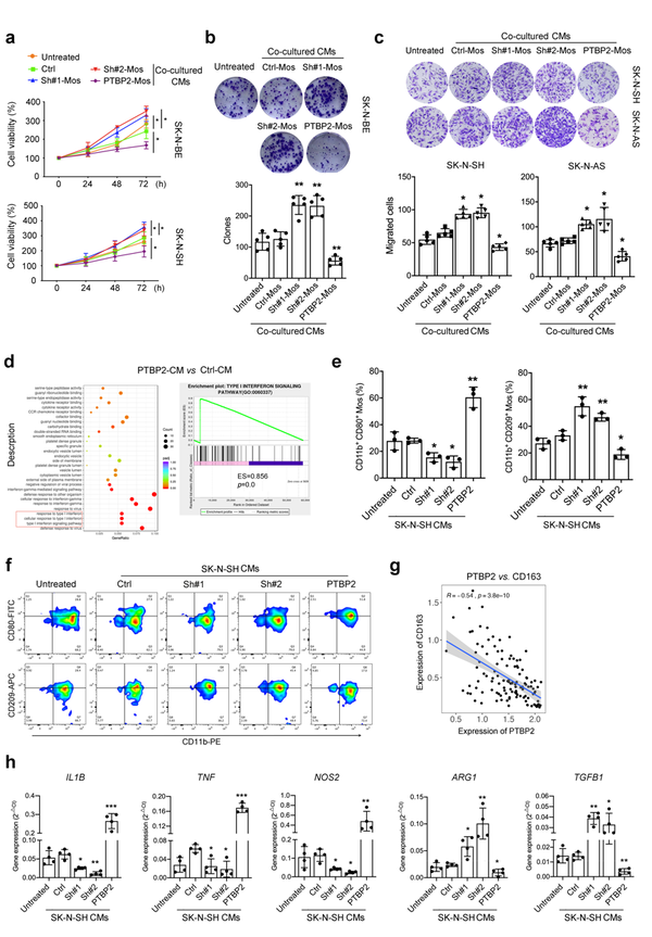 Research︱缪蕾/唐决团队合作揭秘PTBP2调控单核细胞抑制神经母细胞瘤进展的分子机制 - 知乎