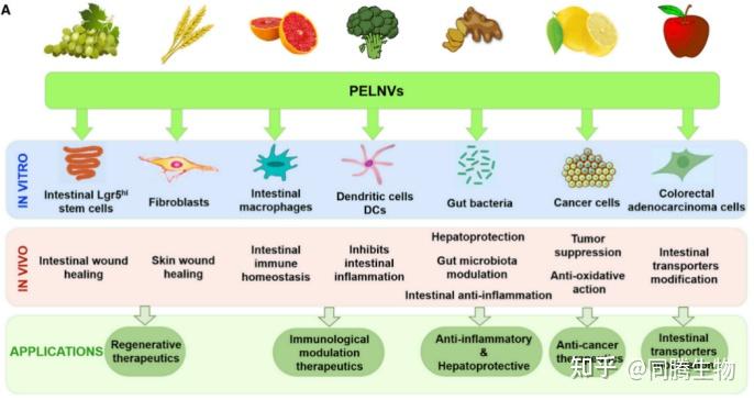 案例应用丨TFF技术实现植物外泌体的精准捕获与高效纯化 - 知乎