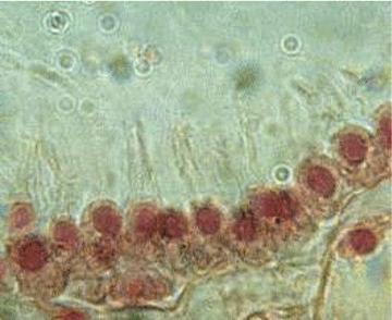 图说消化系统(Digestive system)·无脊椎动物 - 知乎