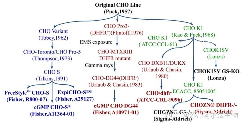 CHO-S细胞、CHO-K细胞和CHO-DG44细胞的区别是什么？ - 知乎