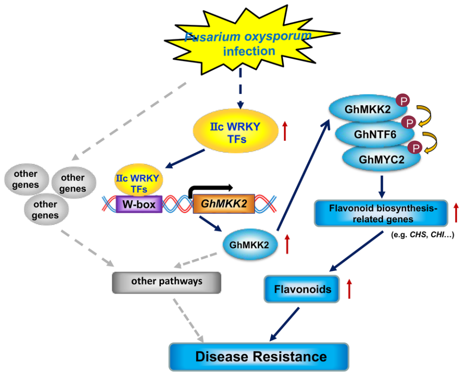 WRKY家族想做个自我介绍（二） - 知乎