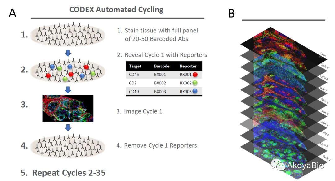 遇见CODEX|一文详解CODEX单细胞空间蛋白组学分析平台技术原理 - 知乎