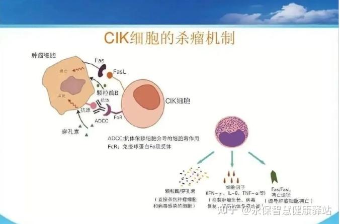 新一代抗癌首选方案：CIK细胞疗法及临床案例 - 知乎