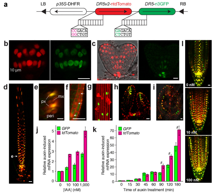 荧光蛋白的升级用法 - 知乎