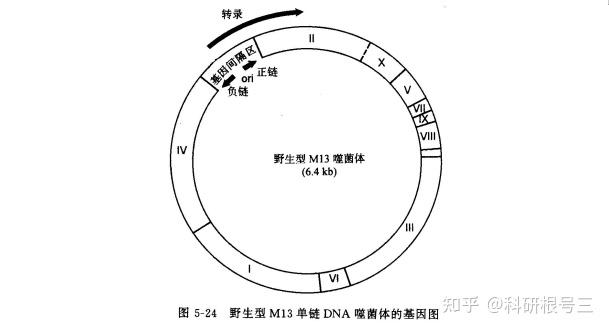 常见的载体类型汇总：质粒载体、噬菌体载体、柯斯载体、病毒载体、人工染色体载体 - 知乎