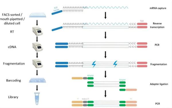 新格元Accura cell中低通量单细胞转录组测序，领航单细胞测序新赛道 - 知乎