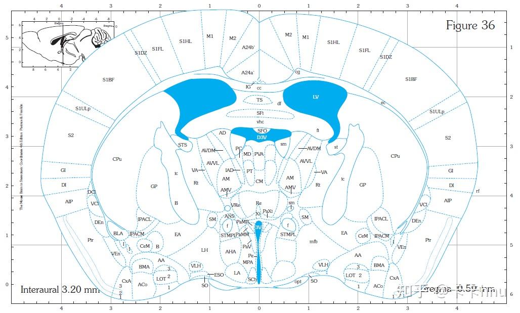 如何确定小鼠Bregma点进行侧脑室注射 - 知乎