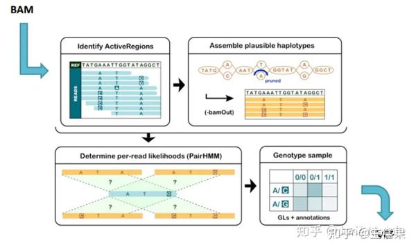 小果带你探索GATK-HaplotypeCaller 变异检测原理 - 知乎