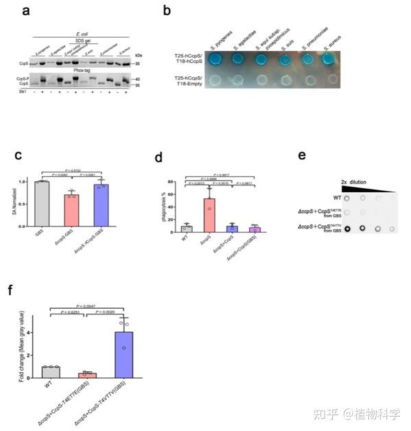 首次证实！南京农业大学在Nature Communications发表最新成果，揭示猪链球菌病发病新机制 - 知乎
