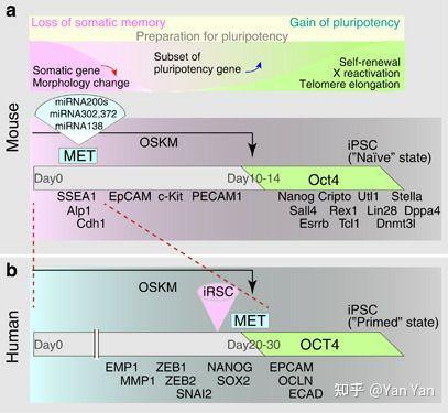 诱导多能干细胞(iPSC)简介 - 知乎