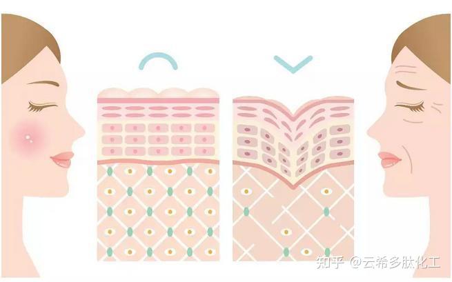 胶原三肽/三肽-29/Tripeptide-29，诱导皮肤生成更多新的胶原蛋白 - 知乎