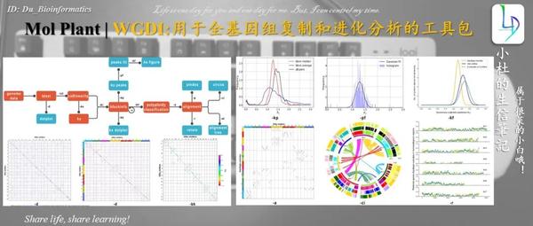 Mol Plant | WGDI：用于基因组复制和核型进化分析的工具包 - 知乎