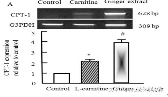 燃脂PK，谁才是真正的减脂之王？ - 知乎