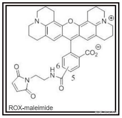 X-Rhodamine maleimide，X-RB MAL可实现高灵敏度和高特异性的荧光标记 - 知乎