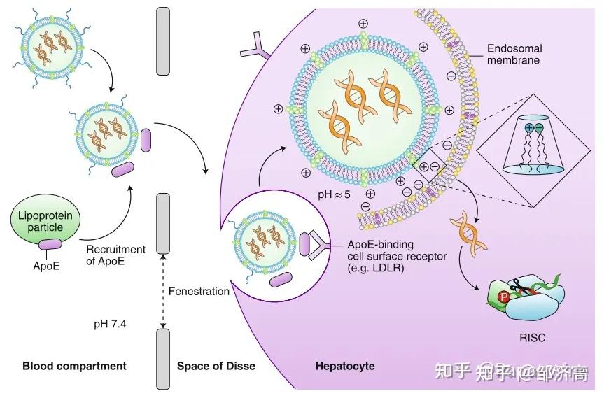 脂质体介绍之十一：Onpattro(patisiran脂质体） - 知乎