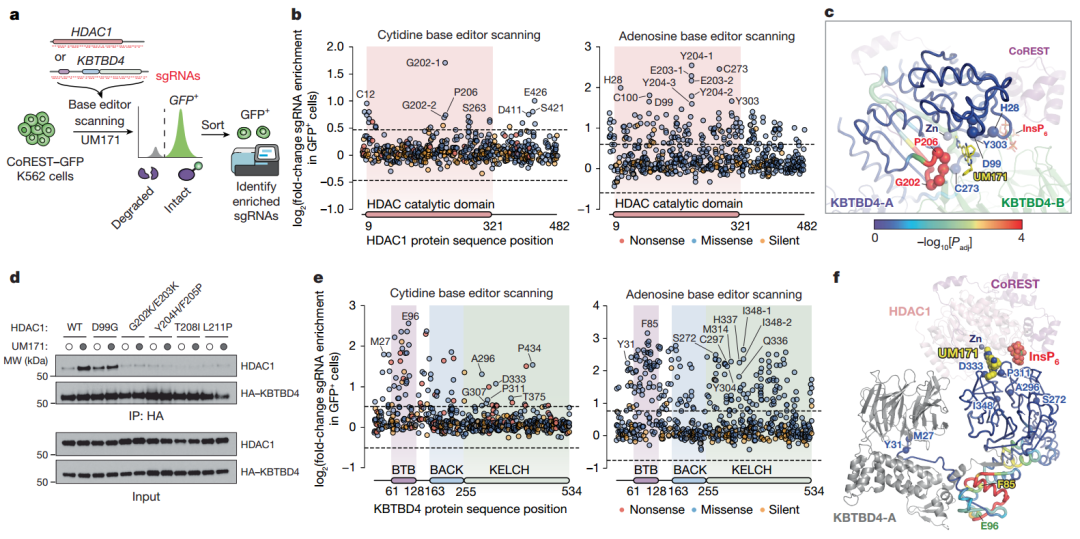 Nature背靠背 | 冷冻电镜揭示UM171 的分子胶作用机制及与癌症遗传突变的惊人相似性 - 知乎