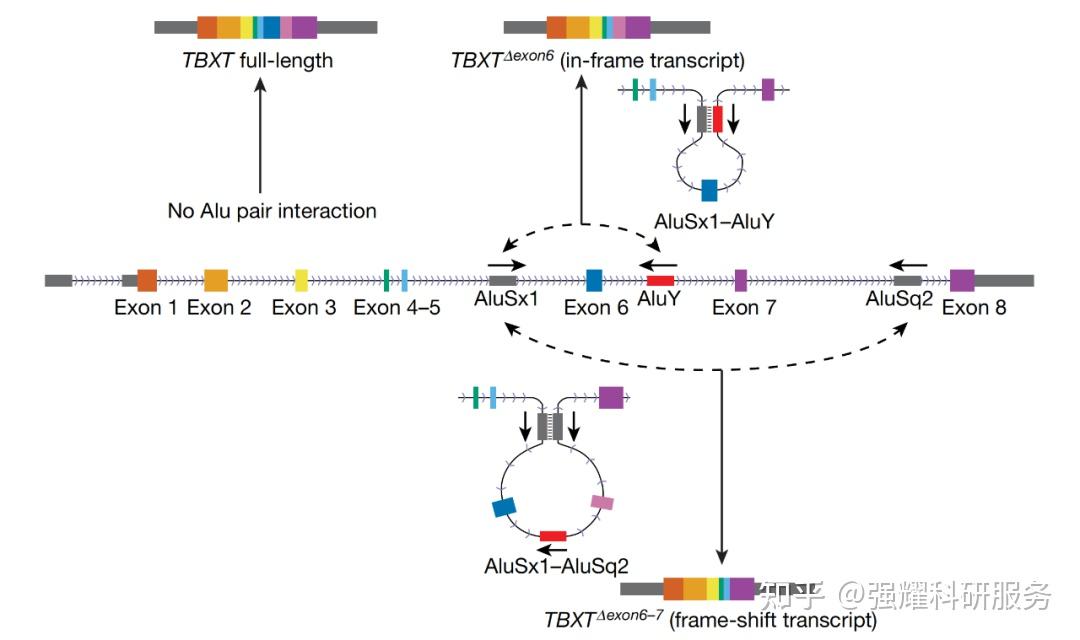 人类为何没有尾巴？夏波等人发表Nature封面论文，揭示这个跳跃基因抹去了人类的尾巴，并带来了额外风险 - 知乎