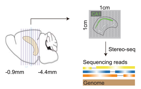 Science | Stereo-seq助力揭示小鼠海马脑区的空间投射规律 - 知乎