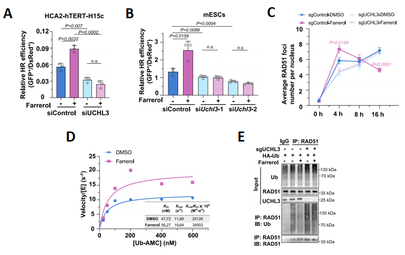 Nat Commun：同济大学发现杜鹃素靶向激活UCHL3促进DNA修复 - 知乎