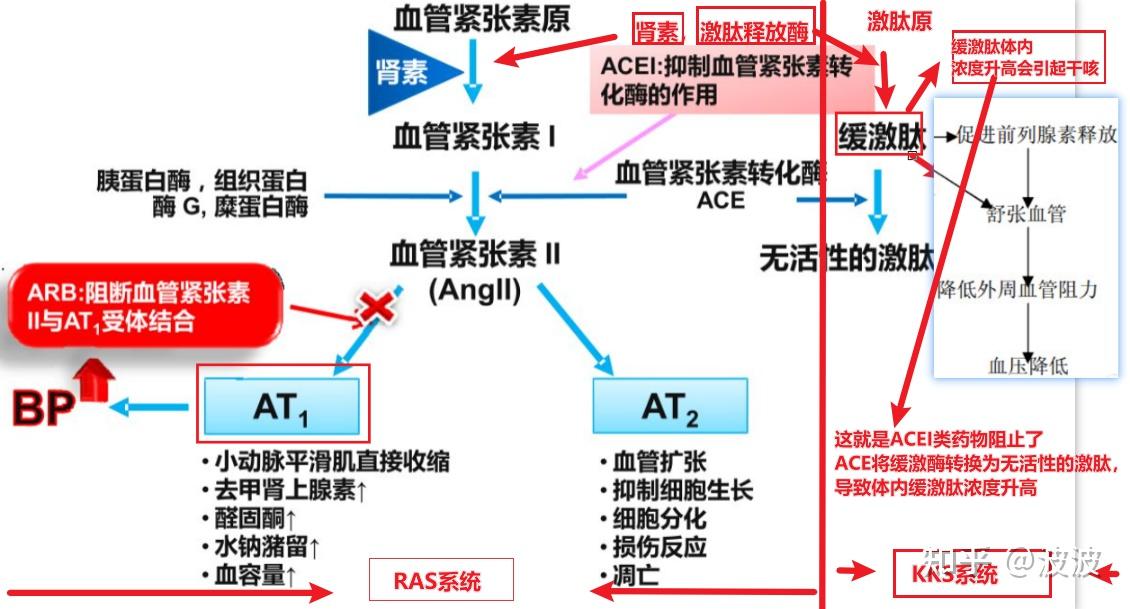 ACE2 ACEI ArB的区别与理解，以及如何深入的理解--图形和故事是个好帮手 - 知乎