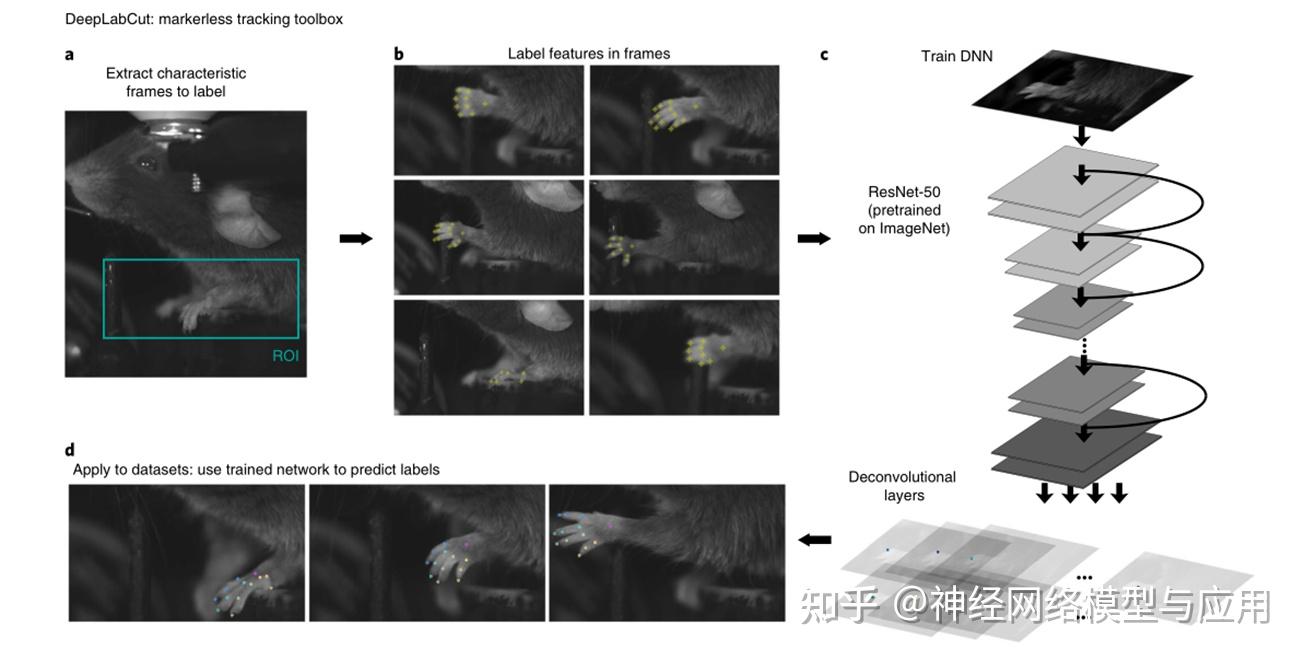 DeepLabCut：markerless pose estimation of user-defined body parts with ...