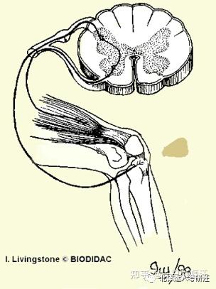 【北体运人考研·三个月带你学完生理】Day3-人体生理机能的调节 - 知乎