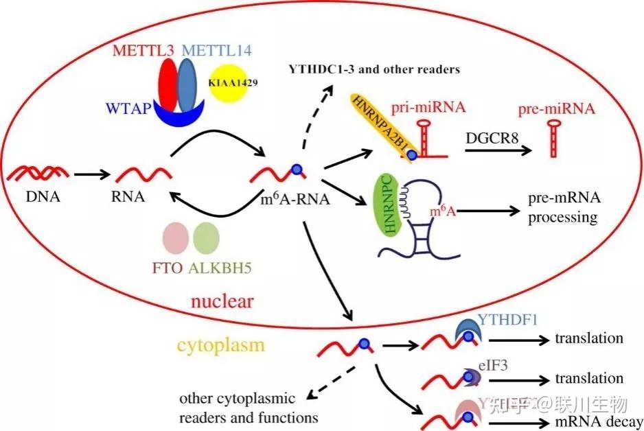 如何理解m6A测序数据？| m6A专题 - 知乎